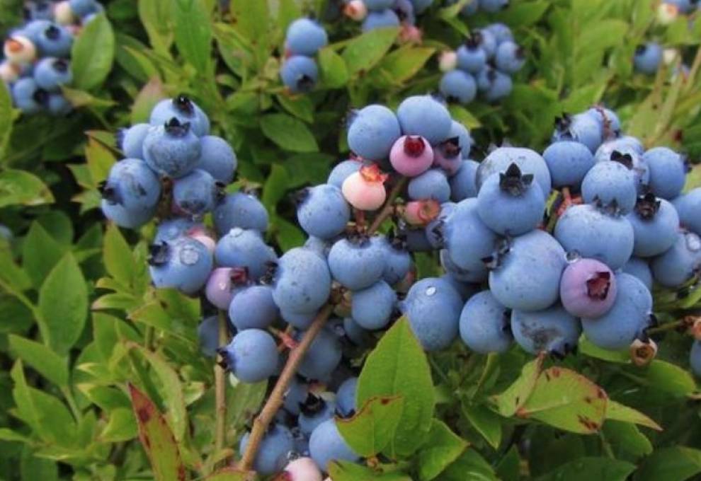 BASF Canada announces Cevya fungicide label expansion | The Grower